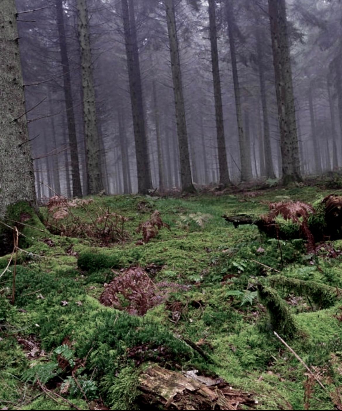 Campfire Story Series: The Moss Man – Camping Is Easy